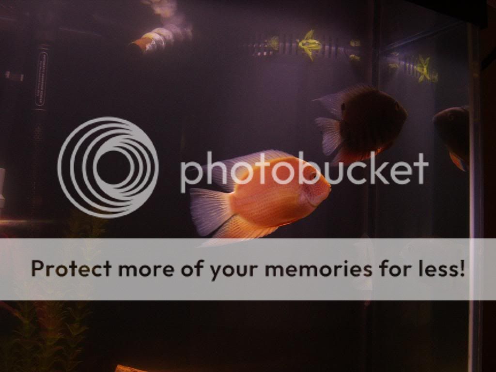 Pics of my new-ish fish | Cichlid Fish Forum