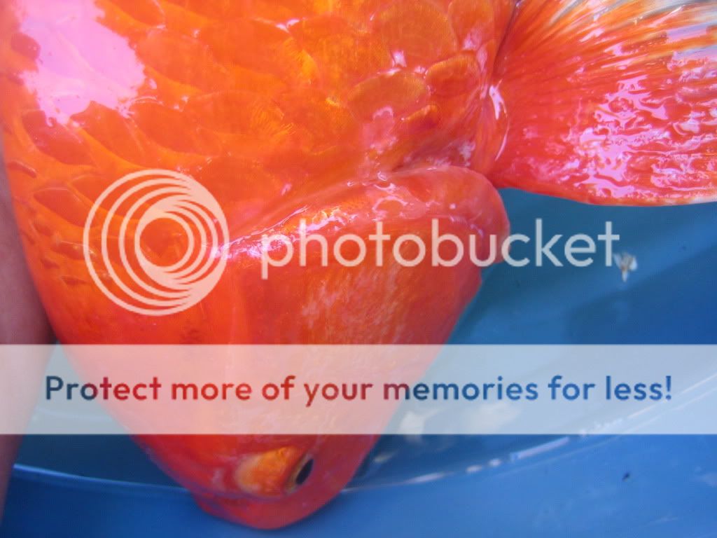 2 Sick Koi-different issues