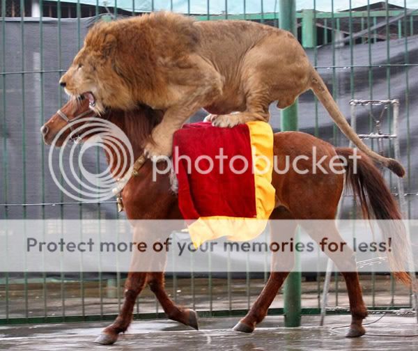 Lion riding a horse. | GRcade