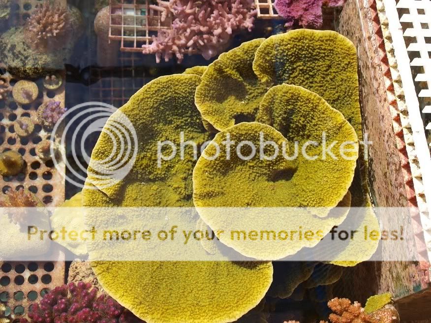 Rare monti caps. - Reef Central Online Community