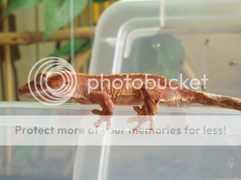 What morph | Reptile Forums