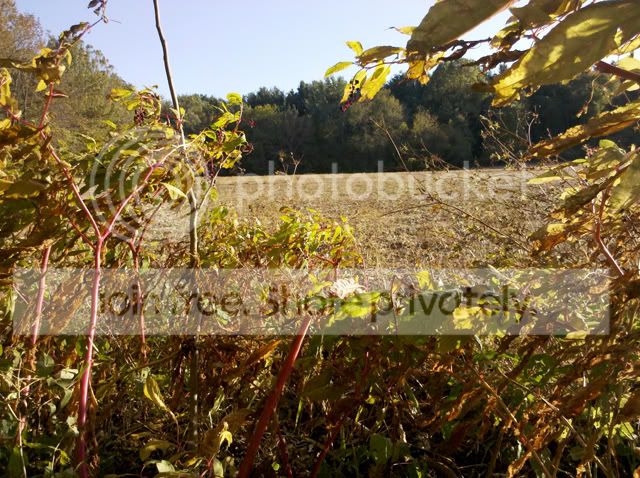 Who's got a buck using natural cover (ground)? | Archery Talk Forum